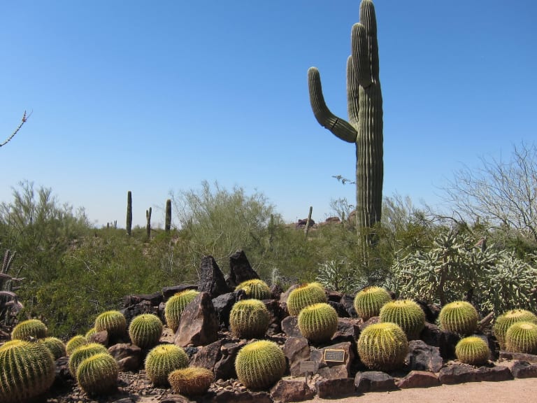 Las 13 cosas que ver y hacer en Phoenix - Hellotickets